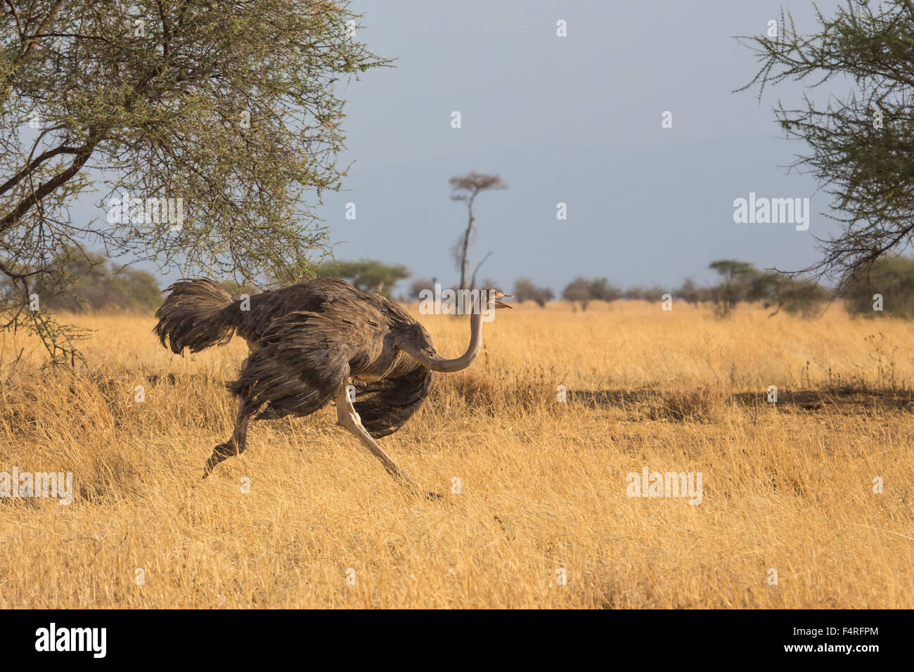 Africa, African, ostrich, scenery, landscape, safari, travel, savanna ...