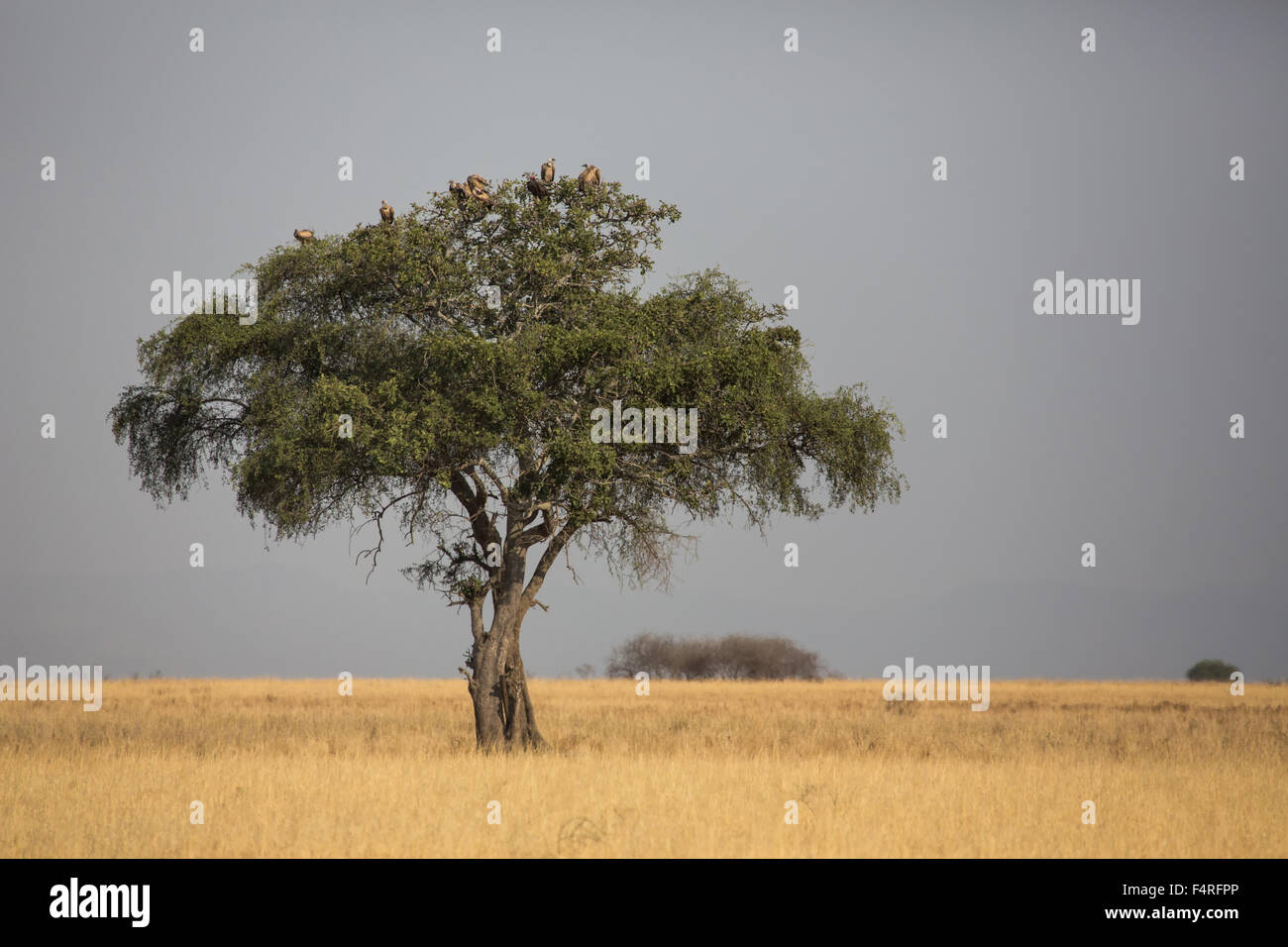 Africa, acacia, trees, scenery, landscape, safari, travel, savanna ...