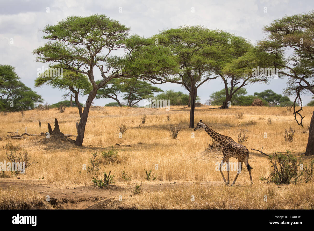 Africa, acacia, trees, giraffe, scenery, landscape, safari, travel, savanna, umbrella thorn ...