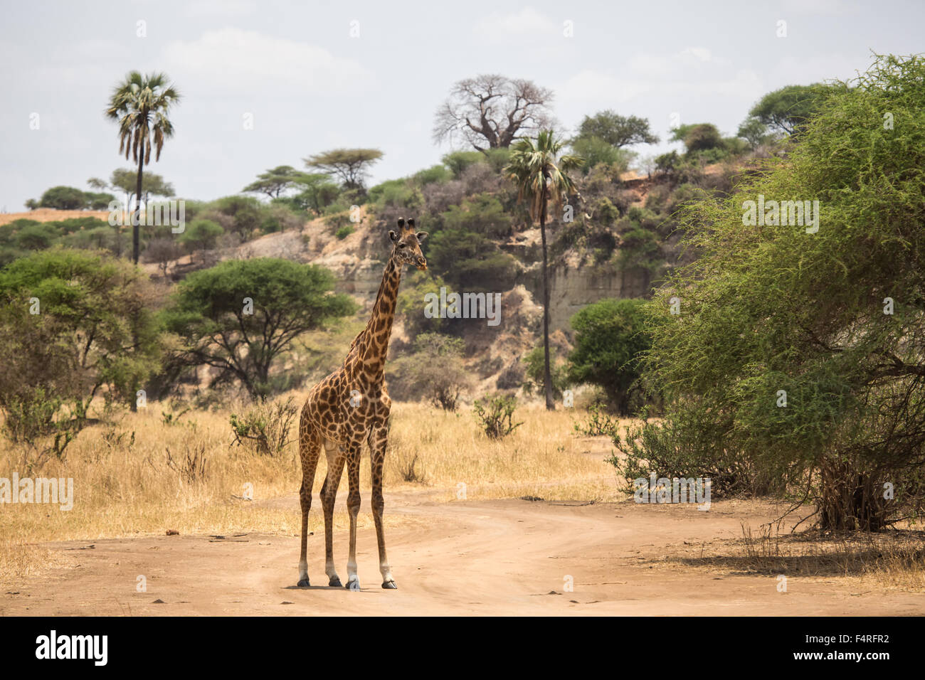 Africa, trees, giraffe, scenery, landscape, palms, safari, travel ...