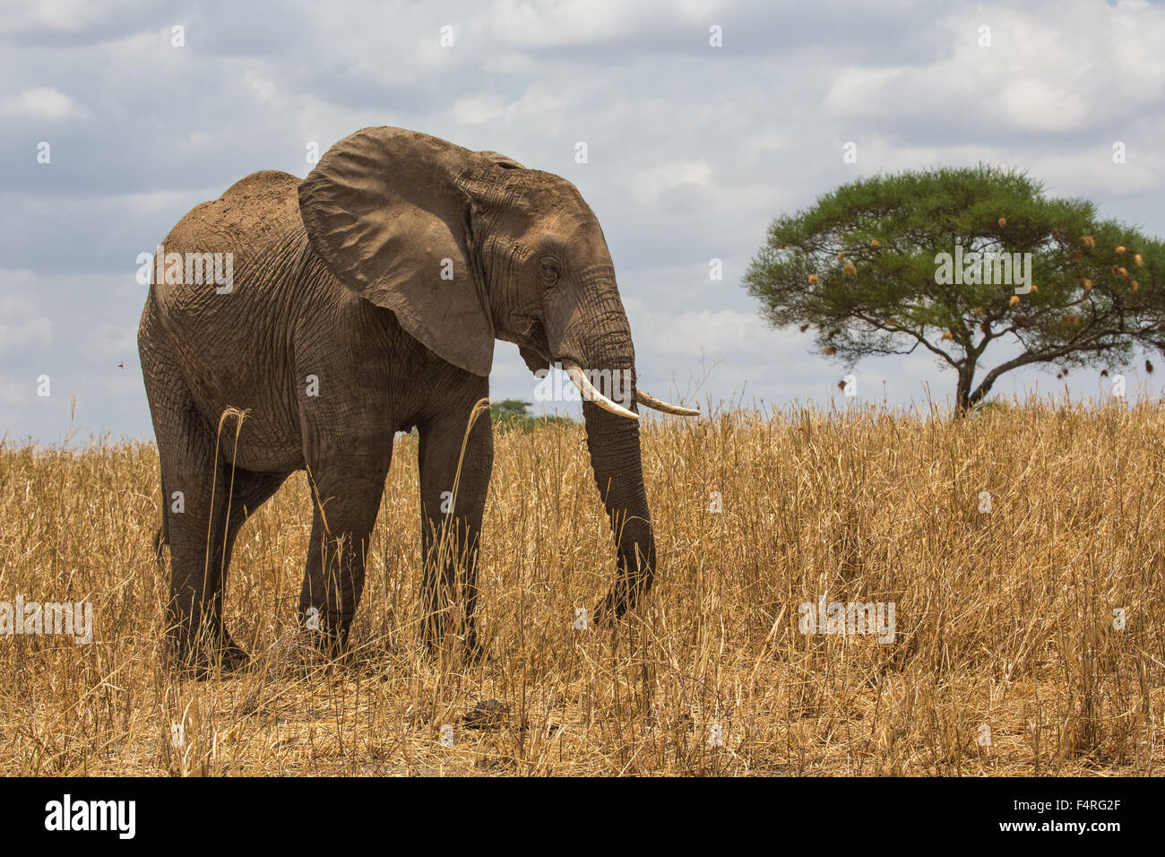 Africa, acacia, trees, elephants, scenery, landscape, safari, travel ...