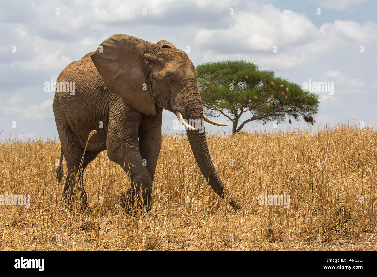 Africa, acacia, trees, elephants, scenery, landscape, safari, travel ...