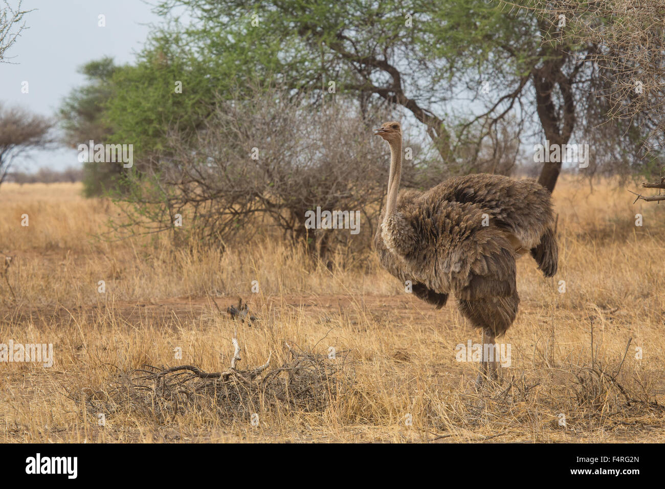 Africa, African, ostrich, safari, travel, savanna, ostrich, Tanzania ...