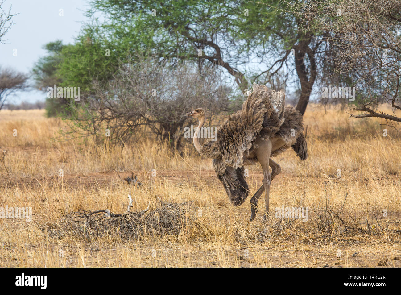 Africa, African, ostrich, safari, travel, savanna, ostrich, Tanzania ...