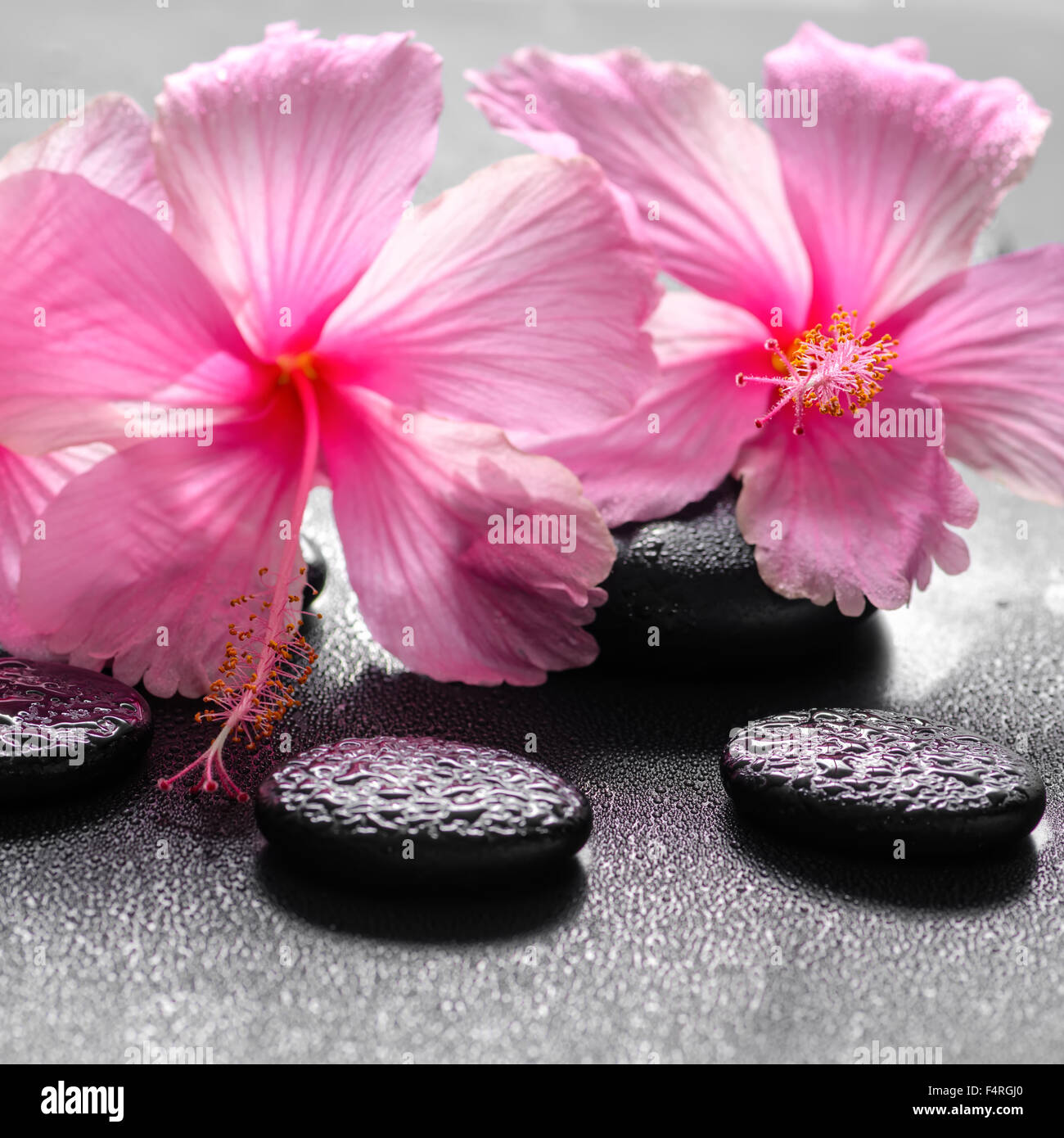 beautiful spa background of pink hibiscus flowers on zen basalt stone ...