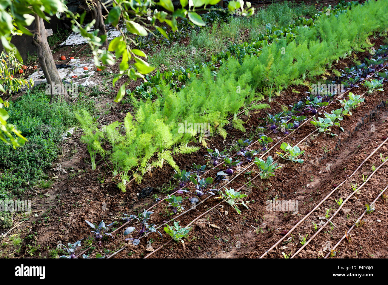 Organic urban vegetable garden patch Stock Photo - Alamy