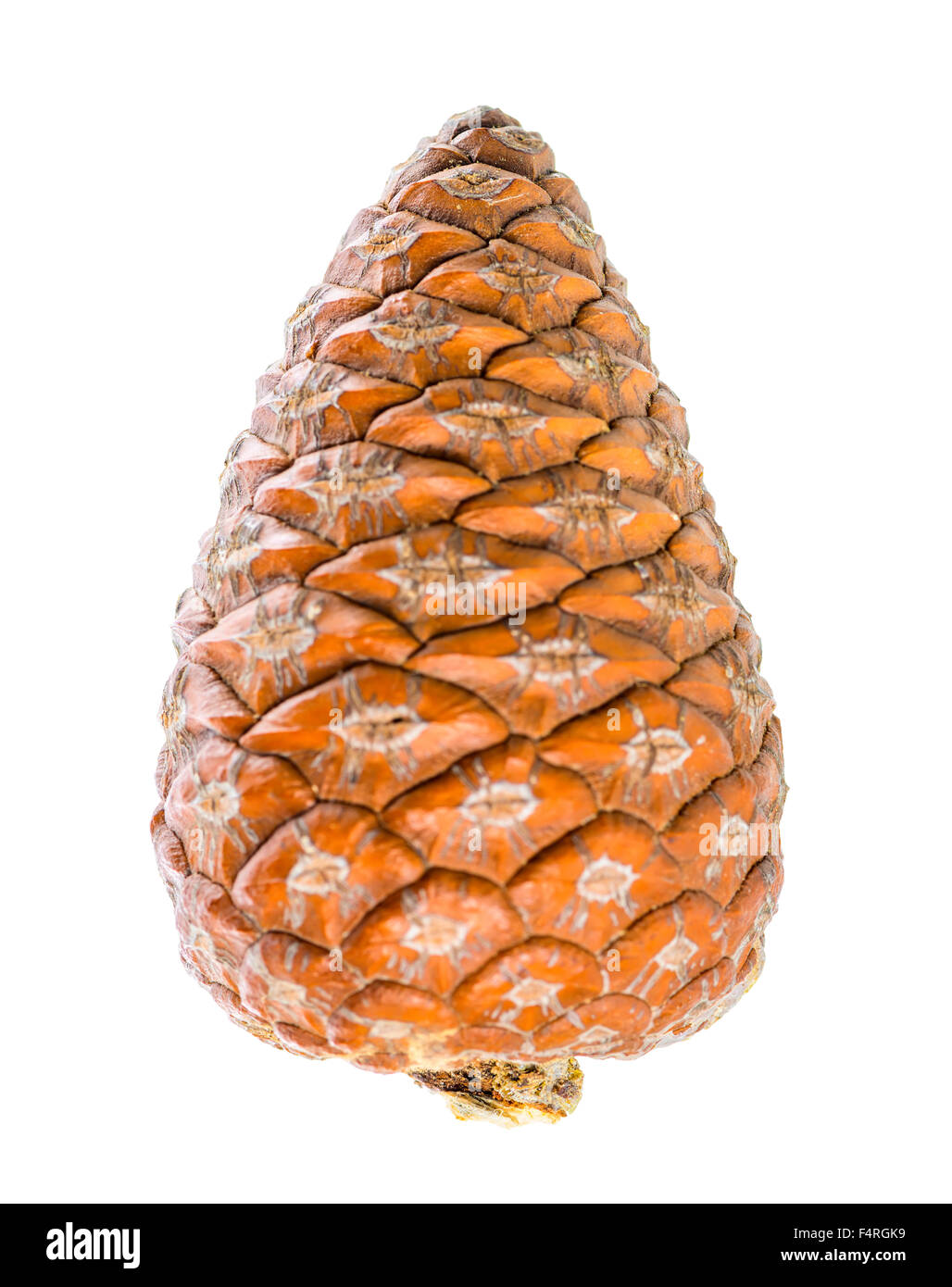 closed cedar cone is isolated on white background, closeup Stock Photo ...