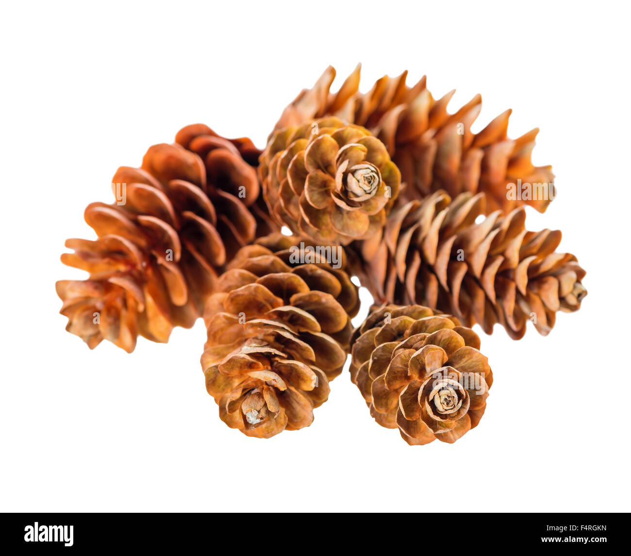 beautiful heap pine cones is isolated on white background Stock Photo ...