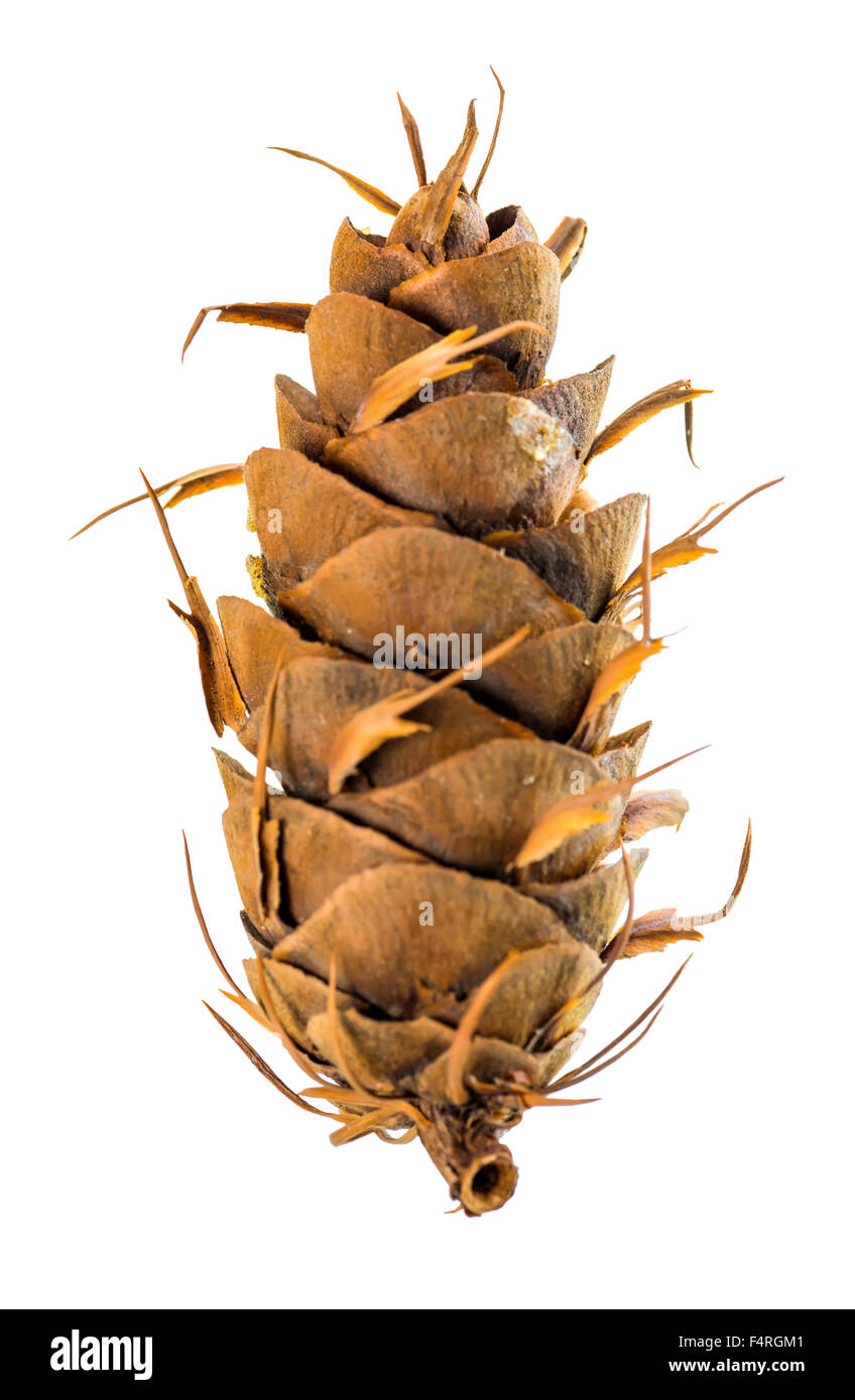 Rare Pine Cone