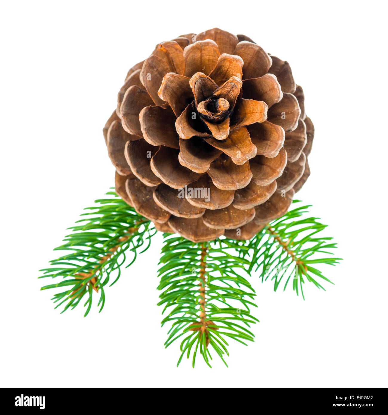 top down of Christmas decoration pine twig with cedar cone is isolated ...