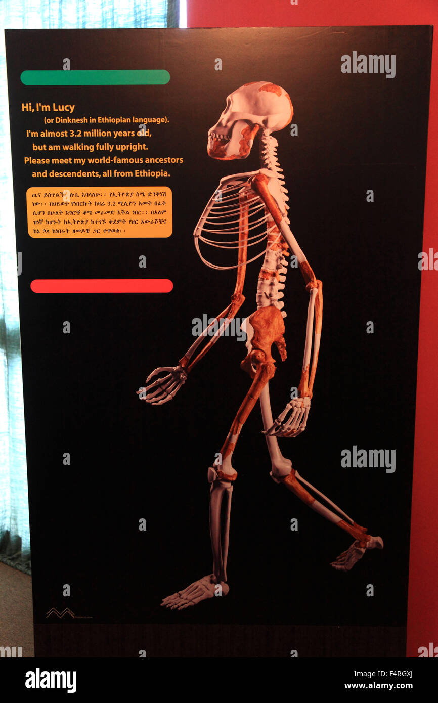 Lucy Skeleton High Resolution Stock Photography and Images - Alamy