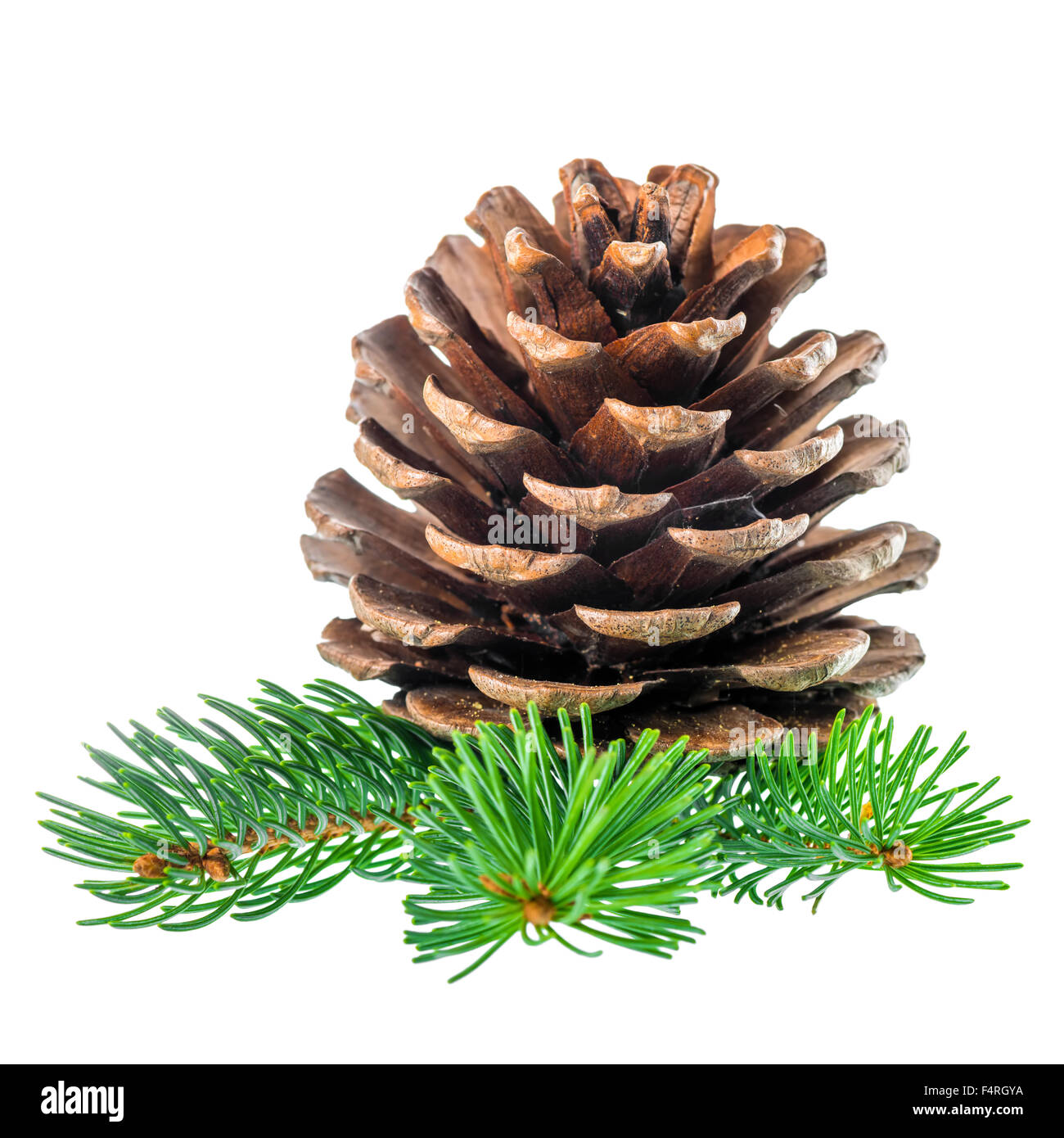 pine cone and needles is isolated on white background, closeup Stock ...