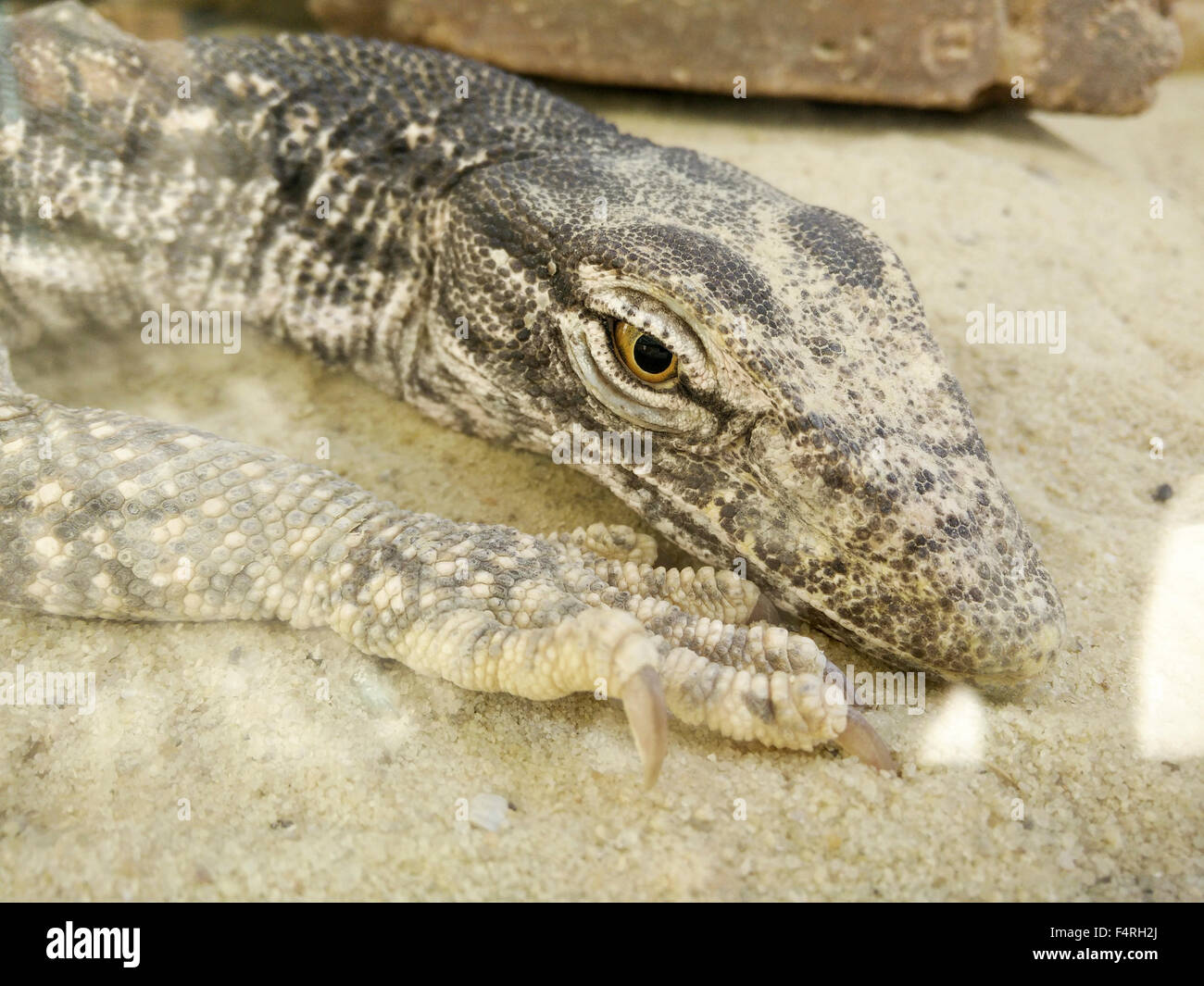 Lizard nails hi-res stock photography and images - Alamy