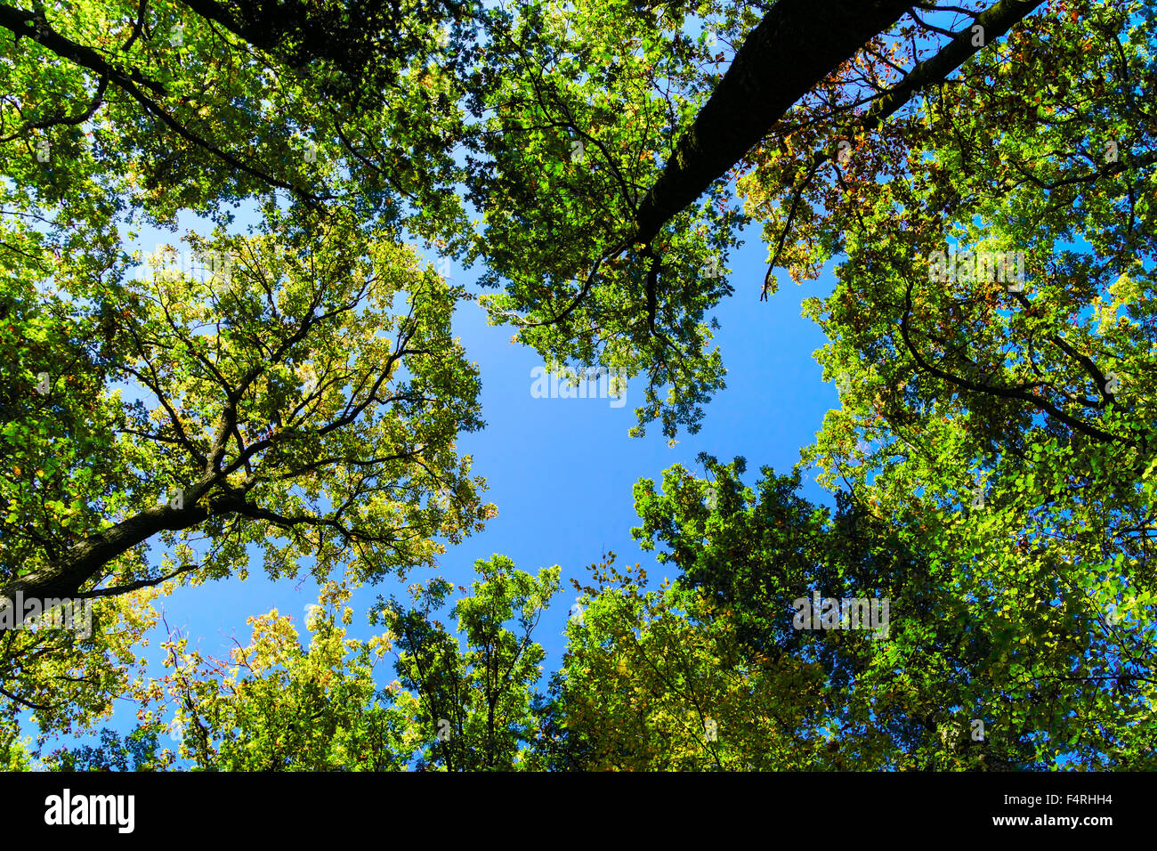 Forest perspective view sky direction, fall time Stock Photo - Alamy