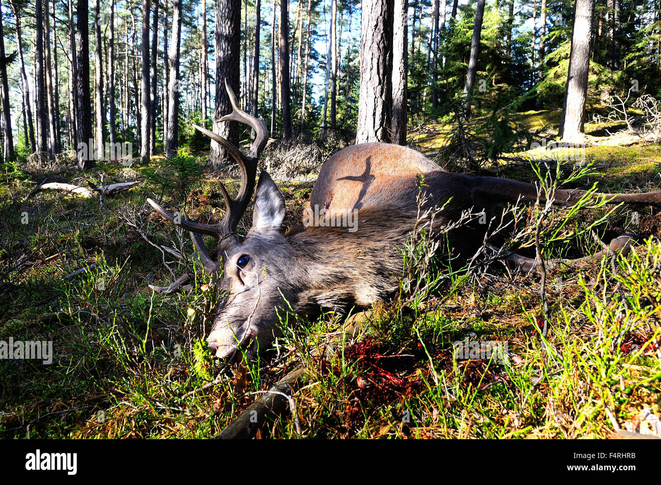 Hunting deer hi-res stock photography and images - Alamy