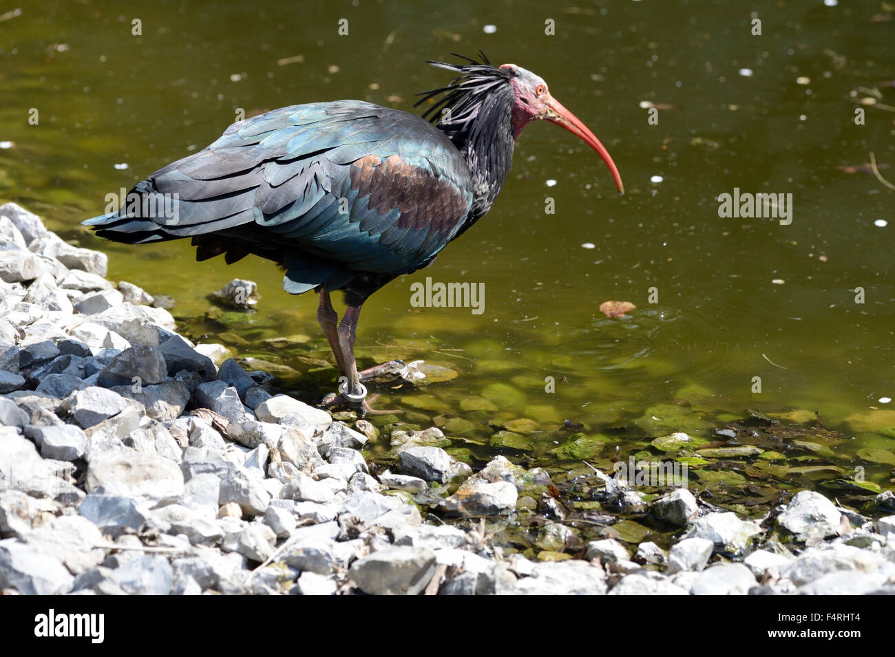 Waders bird hi-res stock photography and images - Alamy
