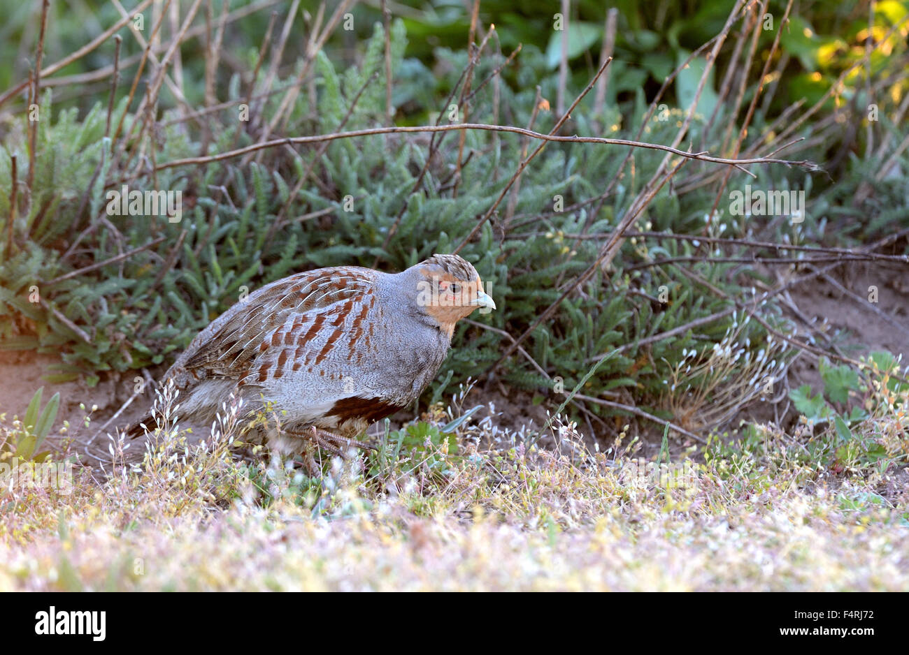 Germany, partridge, Perdix perdix, galliforms, wild chickens, bird ...