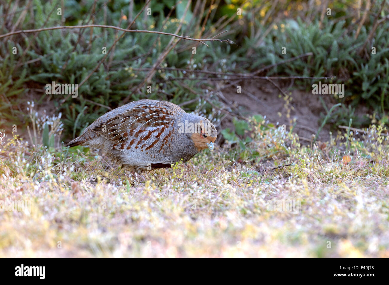 Germany, partridge, Perdix perdix, galliforms, wild chickens, bird ...