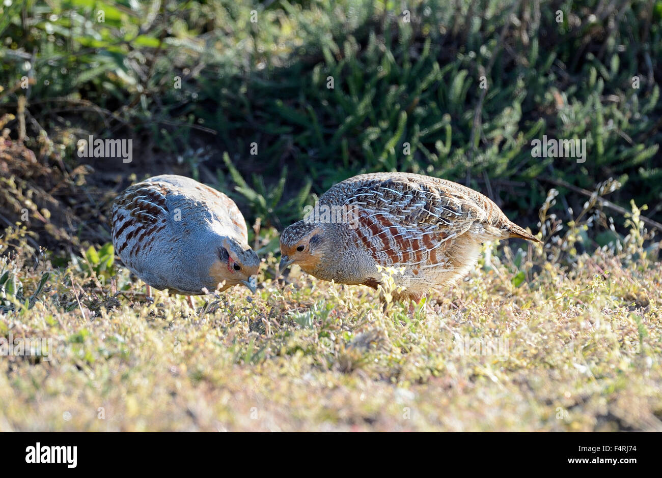 Germany, partridge, Perdix perdix, galliforms, wild chickens, bird ...