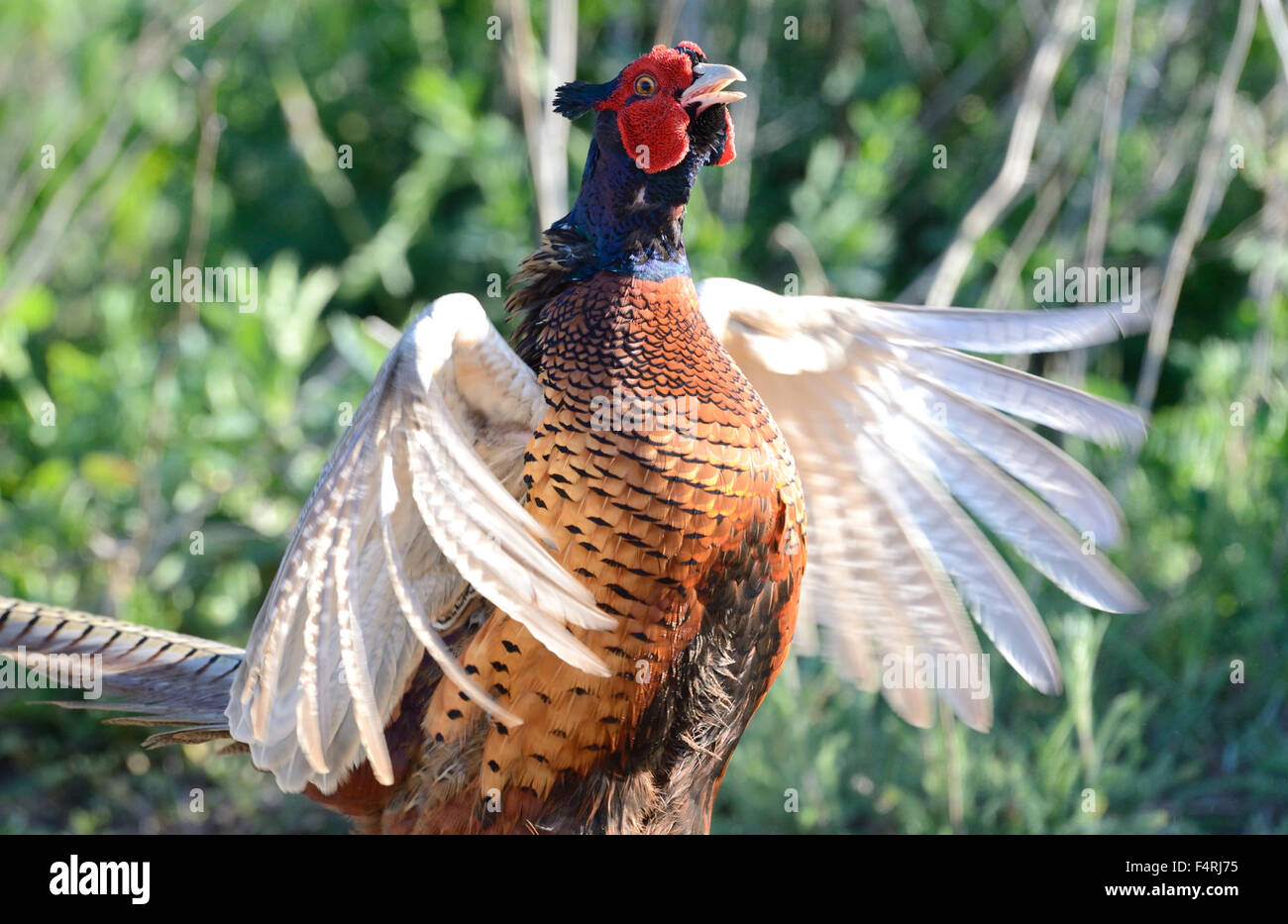 Pheasant Pheasants Wild Bird Birds High Resolution Stock Photography ...
