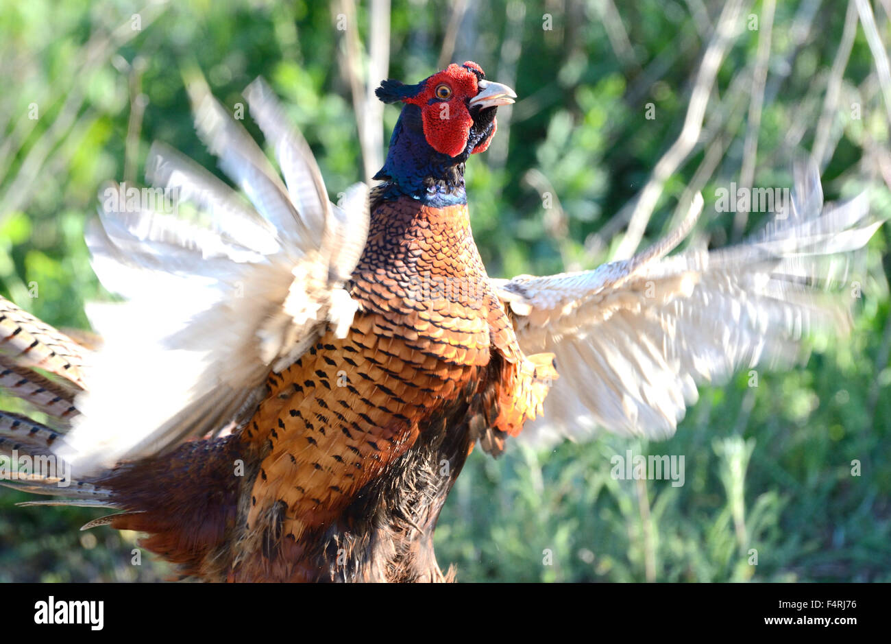 Germany, pheasant, common pheasant, Phasianus colchicus mongolicus ...
