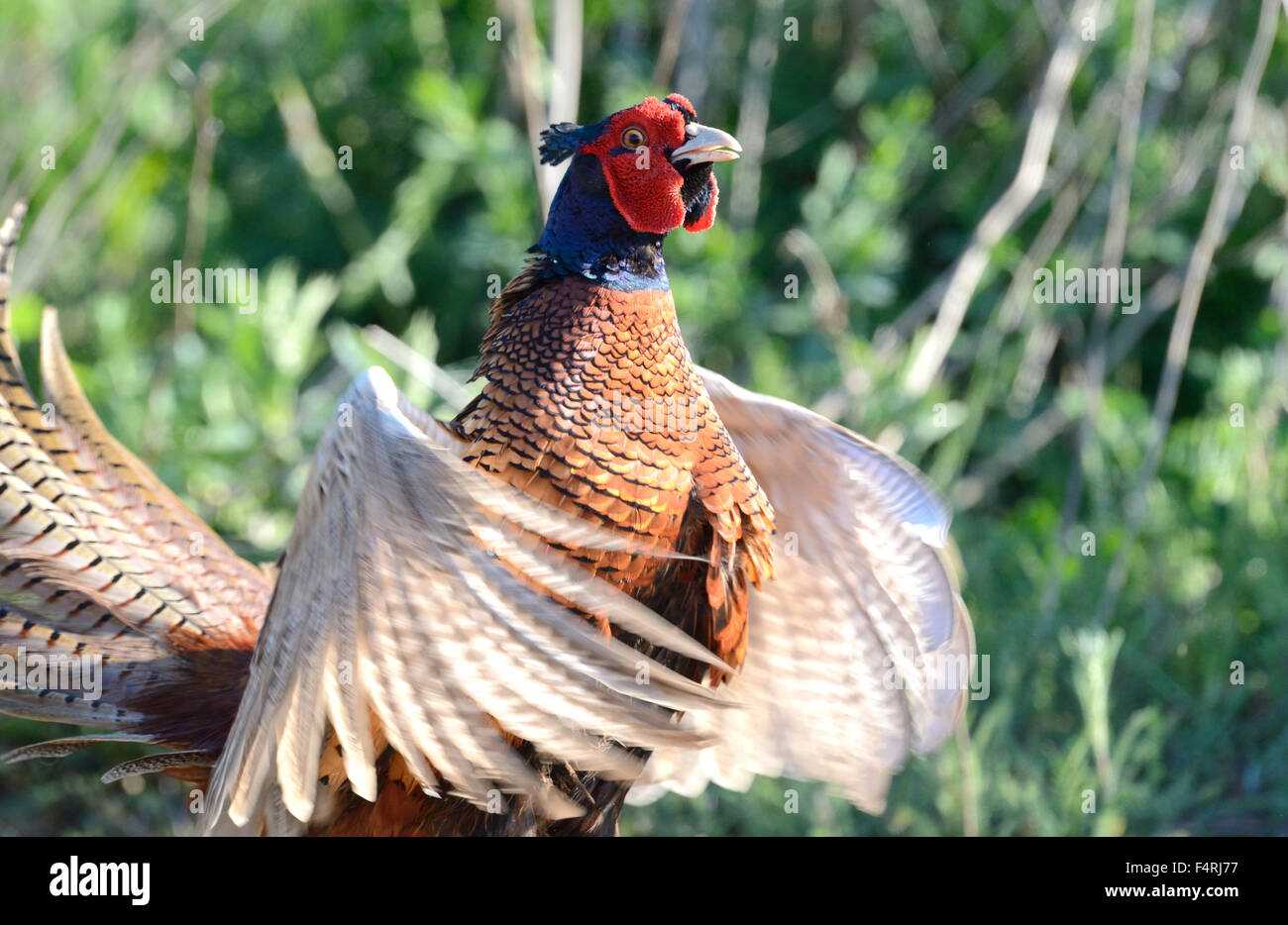 Germany, pheasant, common pheasant, Phasianus colchicus mongolicus ...