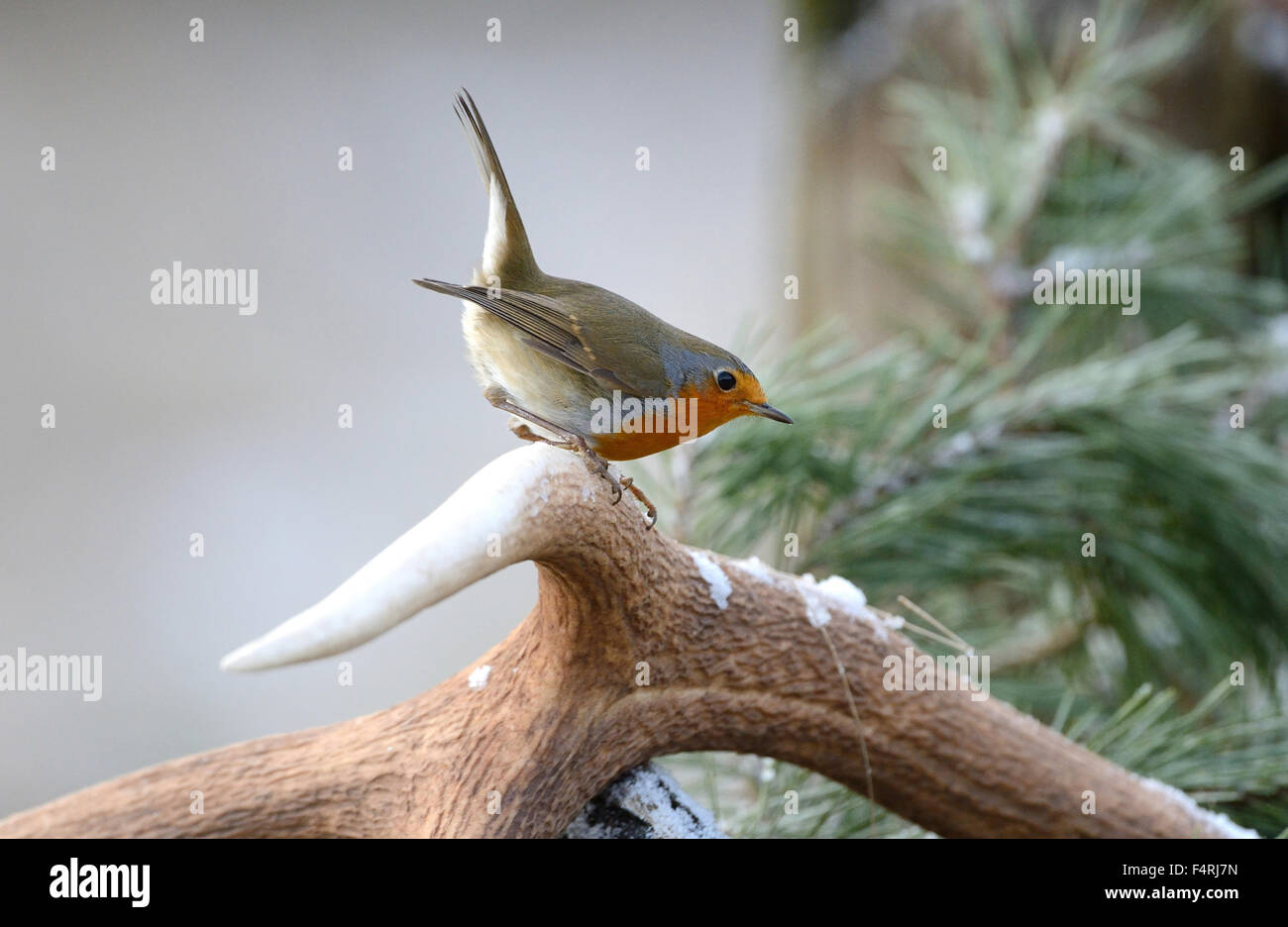 Germany, flycatcher, robin, redbreasts, songbird, songbirds, passerine ...