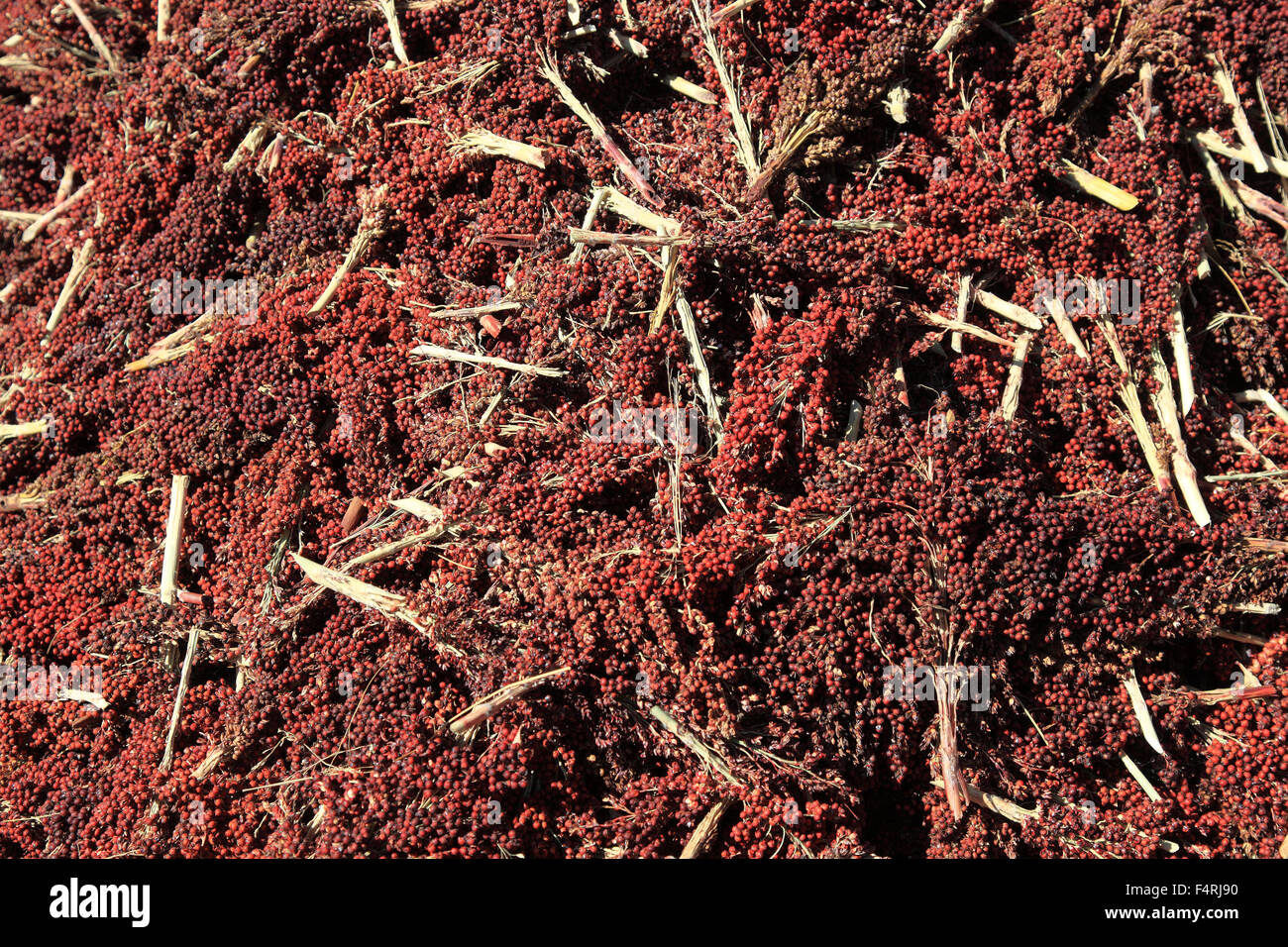 Sorghum, Sorghum bicolor, also Durrakorn, broom corn, Guinea grains ...