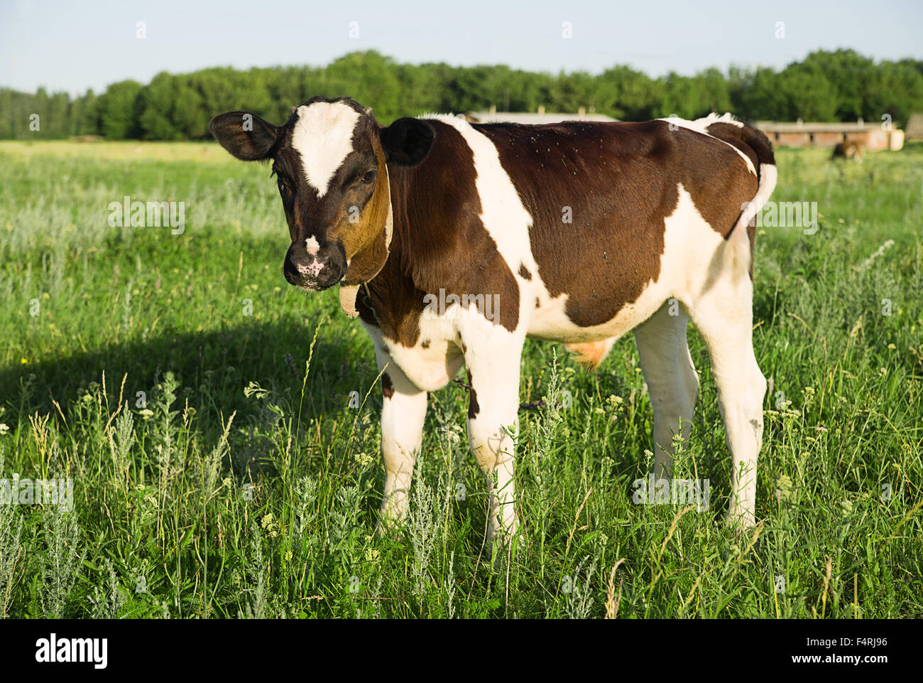 Grazing calf hi-res stock photography and images - Alamy