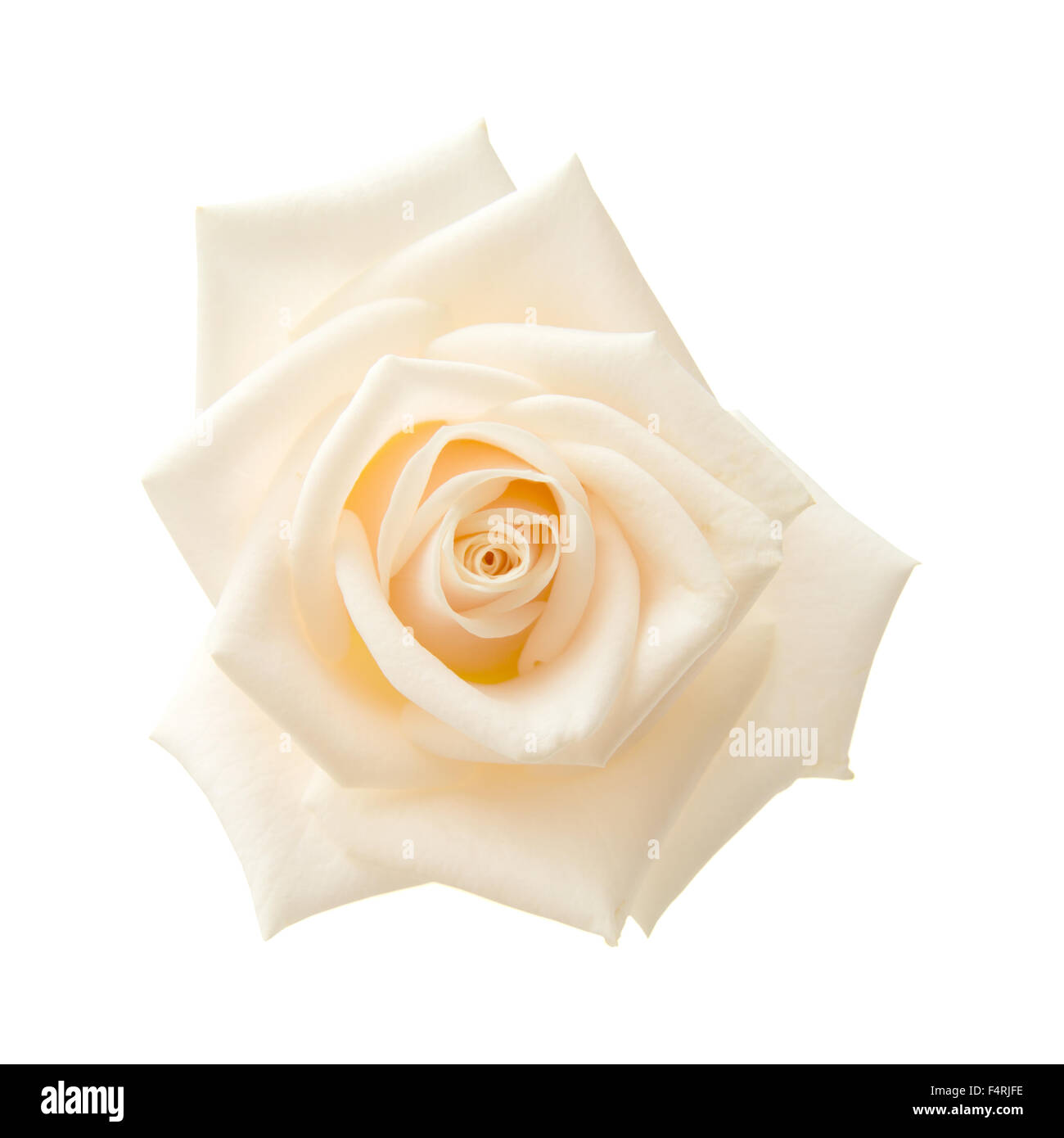 Light Yellow Rose Background