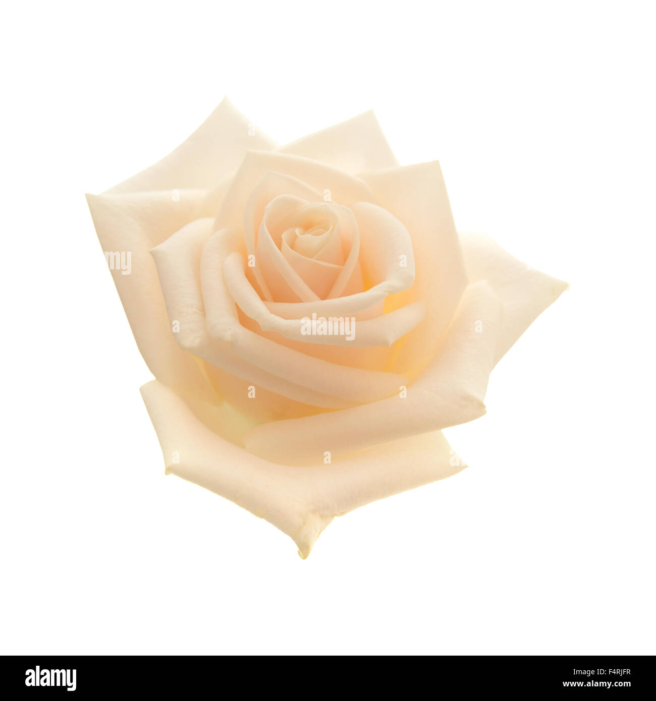 Light Yellow Rose Background