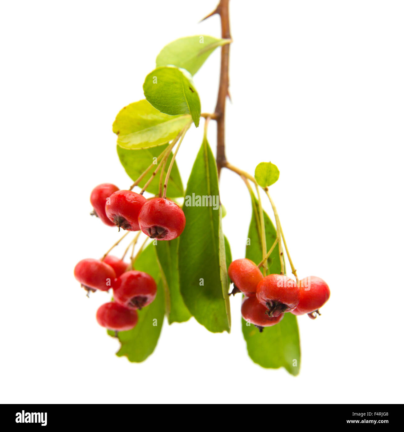 Pyracantha, firethorn berries isolated on white background Stock Photo ...