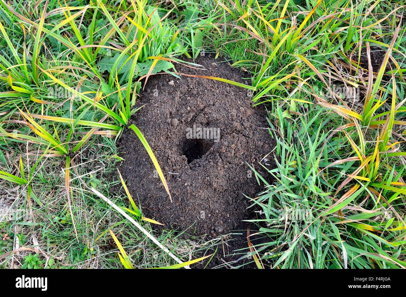 Mole mound in the field with green grass in the background Stock Photo ...