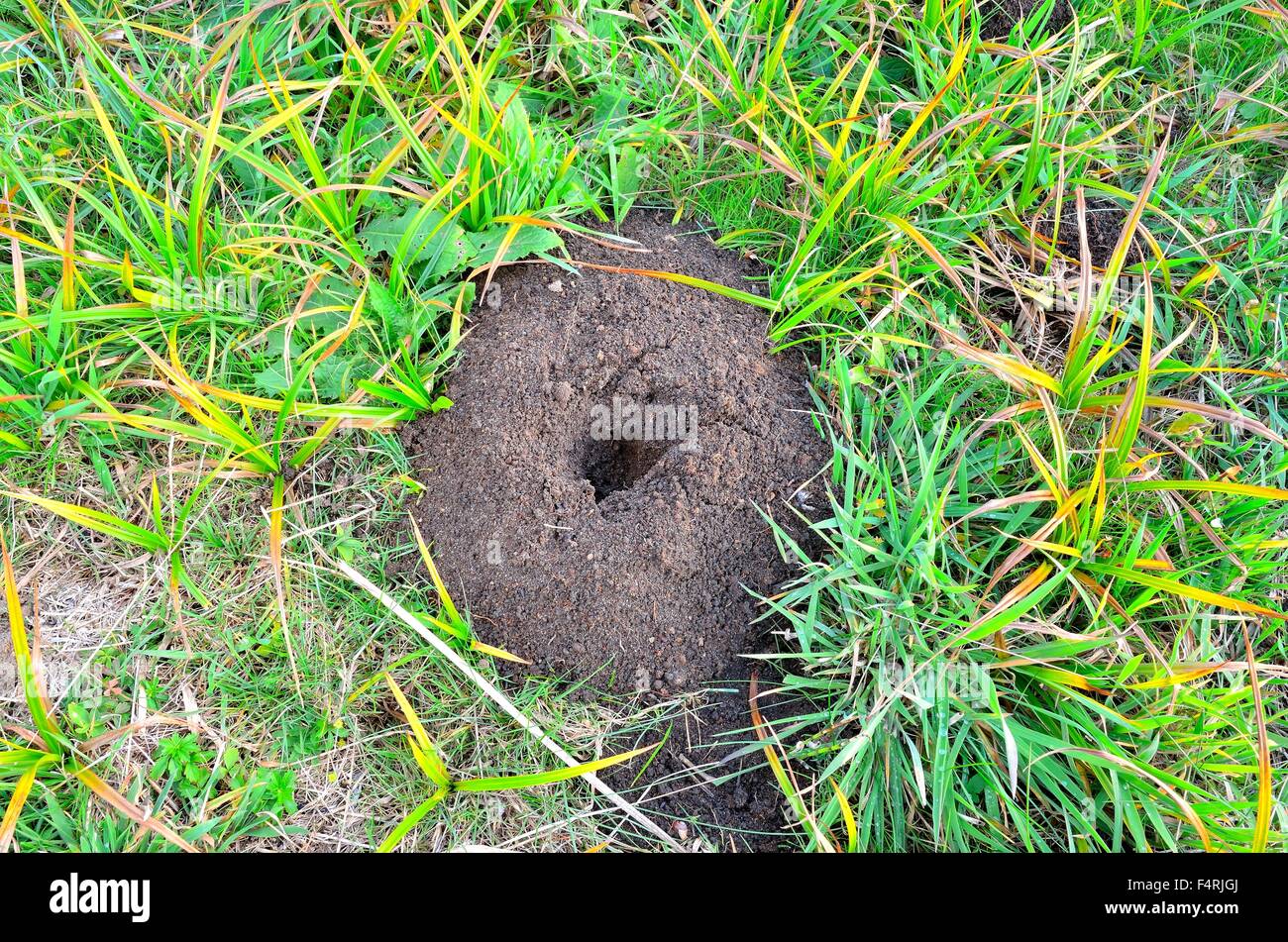 Green mole hi-res stock photography and images - Alamy
