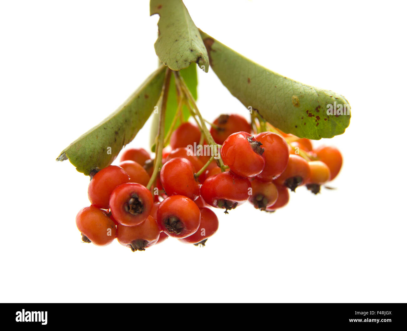 Pyracantha, firethorn berries isolated on white background Stock Photo ...