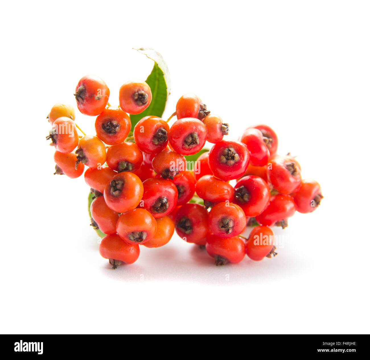 Pyracantha, firethorn berries isolated on white background Stock Photo ...
