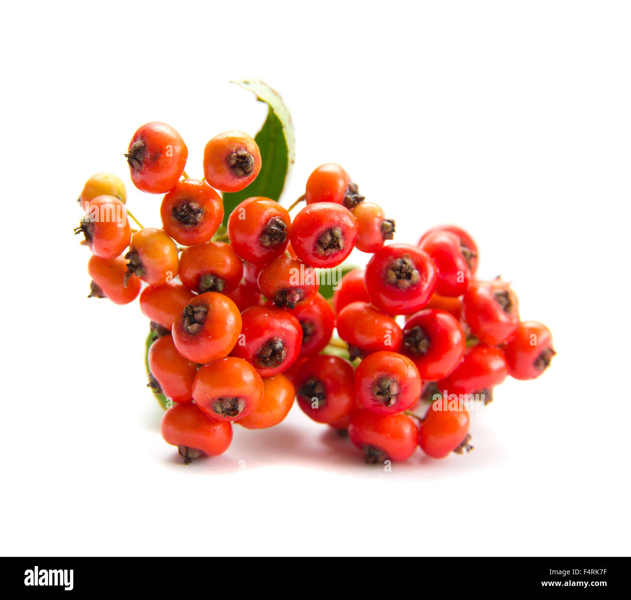 Pyracantha, firethorn berries isolated on white background Stock Photo ...