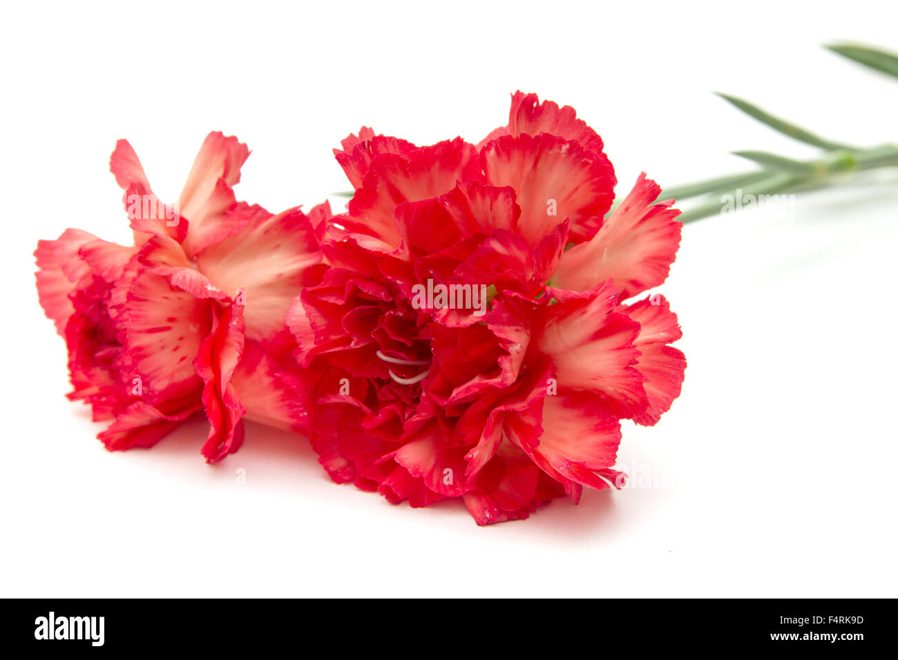 variegated red and orange carnation flowers isolated on white ...