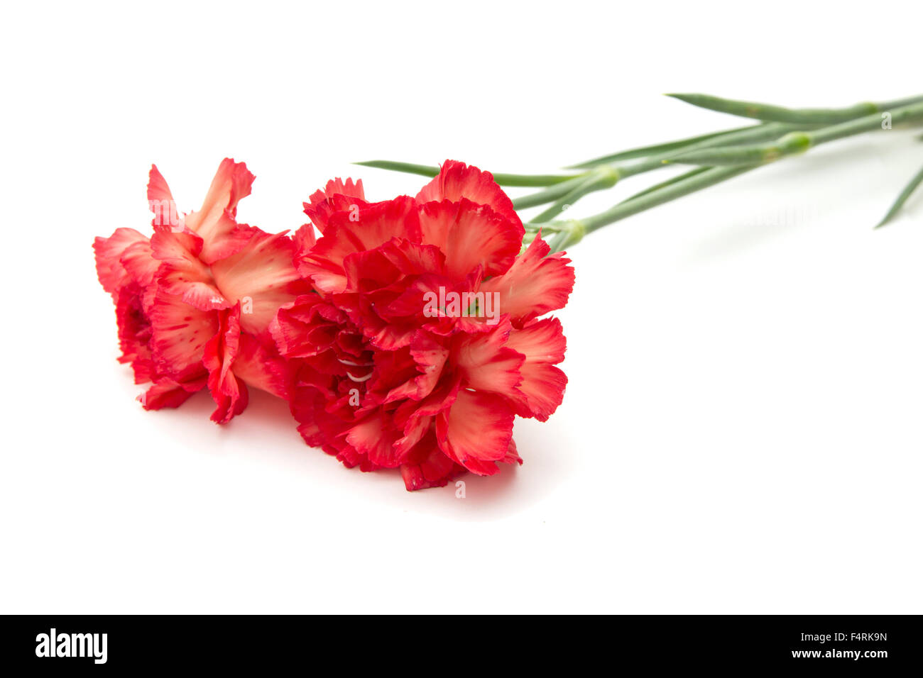 variegated red and orange carnation flowers isolated on white ...