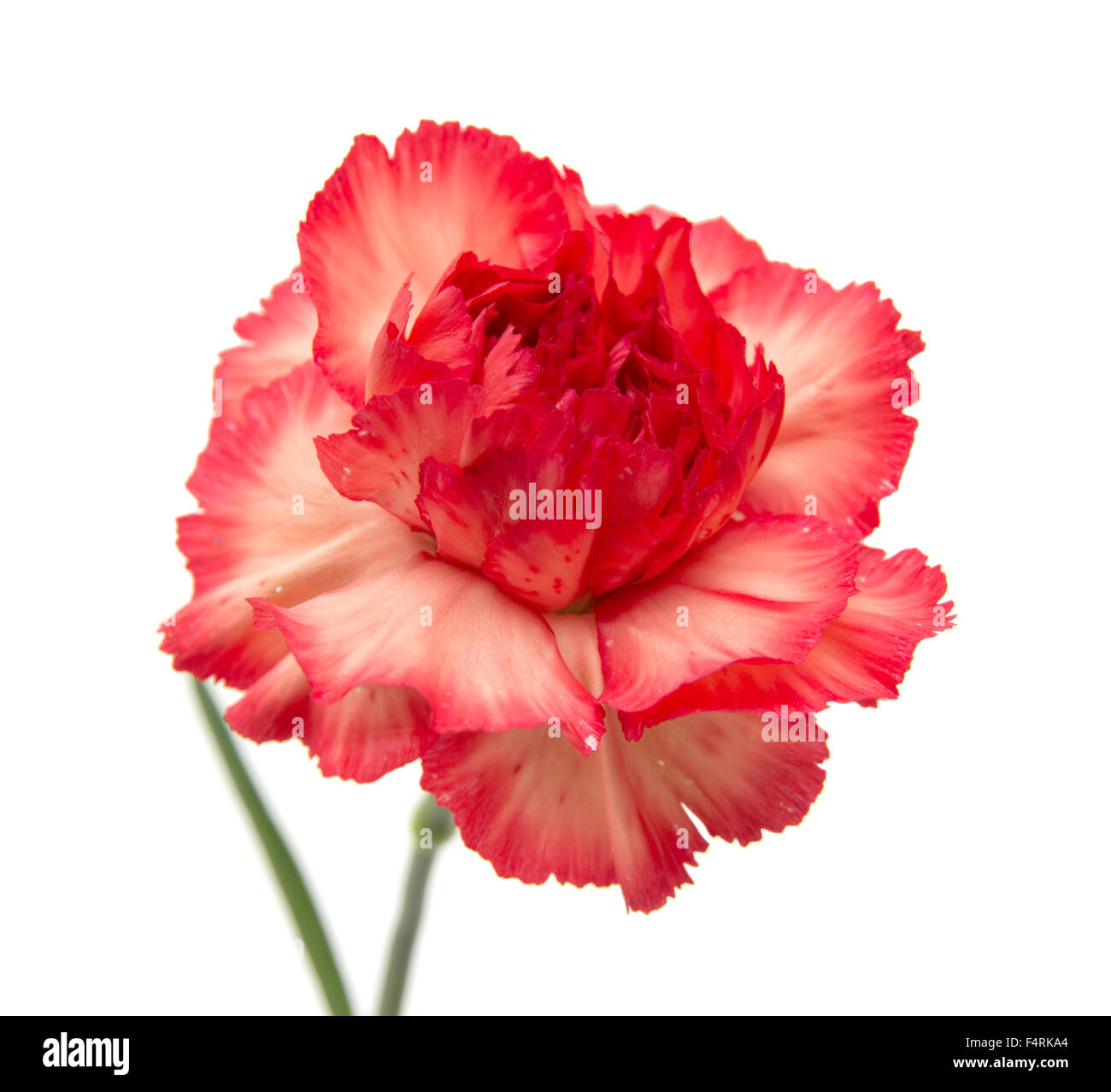 variegated red and orange carnation flowers isolated on white ...