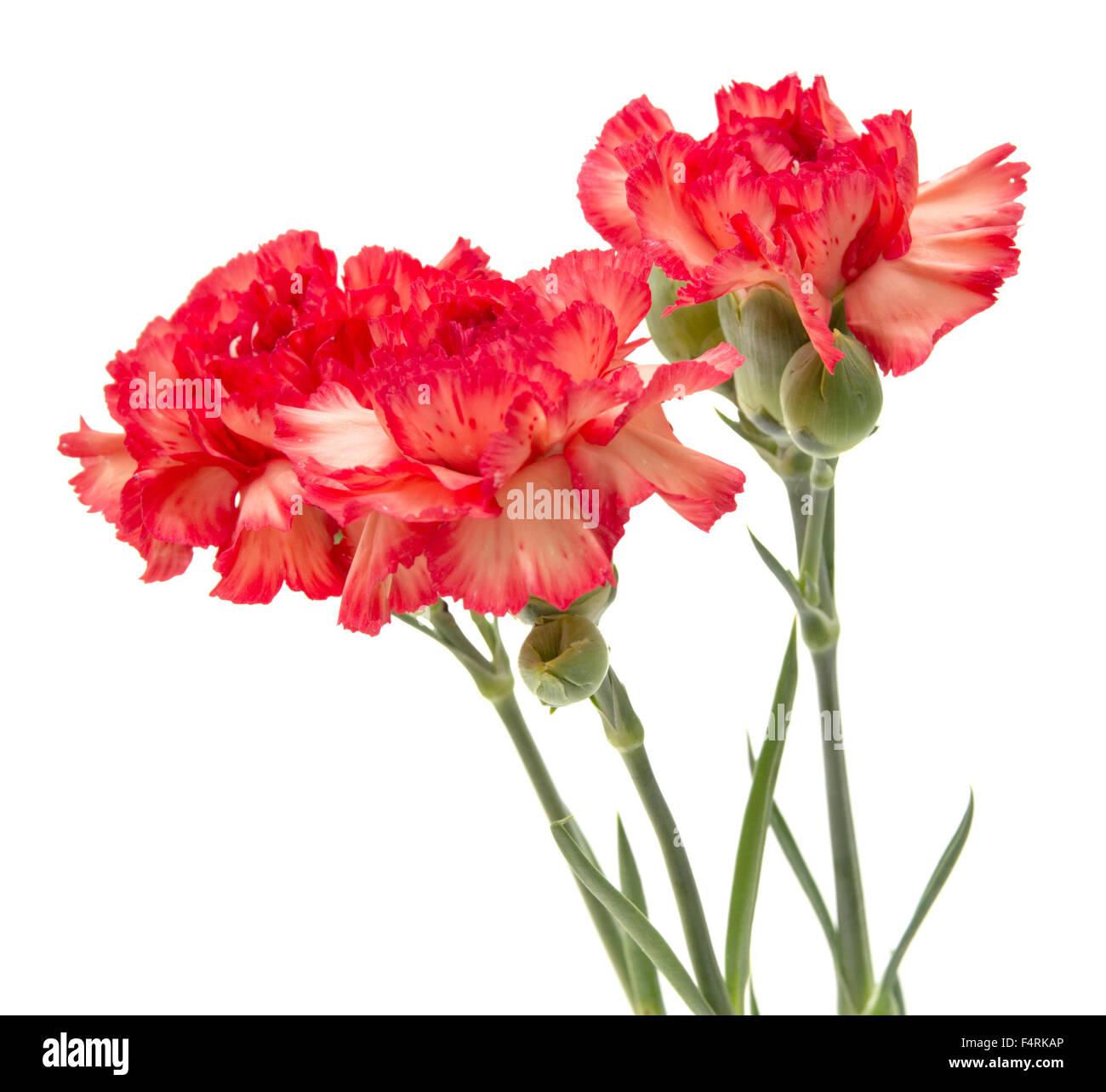 variegated red and orange carnation flowers isolated on white ...