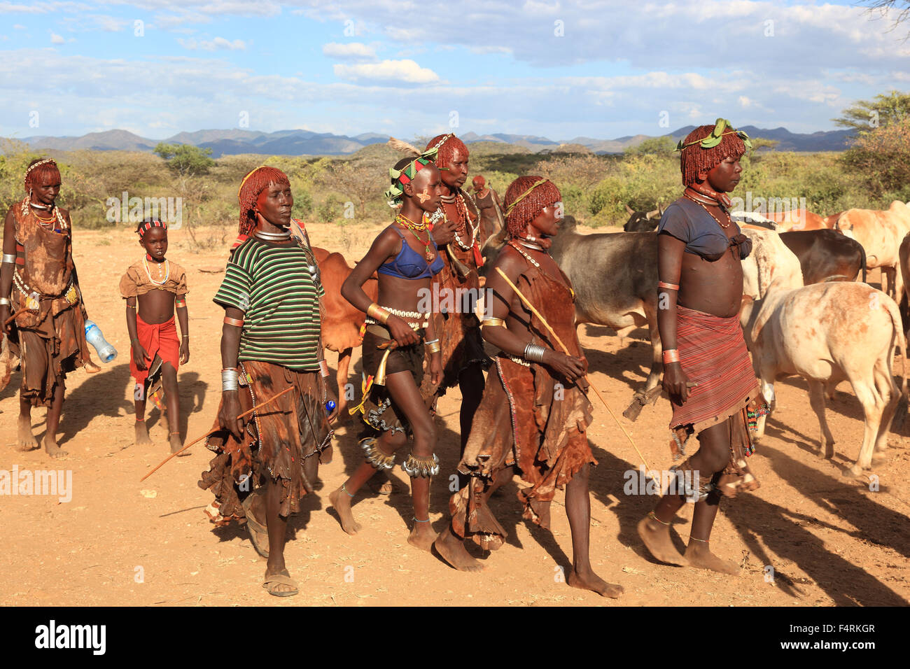 Omo region, the tribe of the hammer, hammer, hammer, hammer, Amar or ...