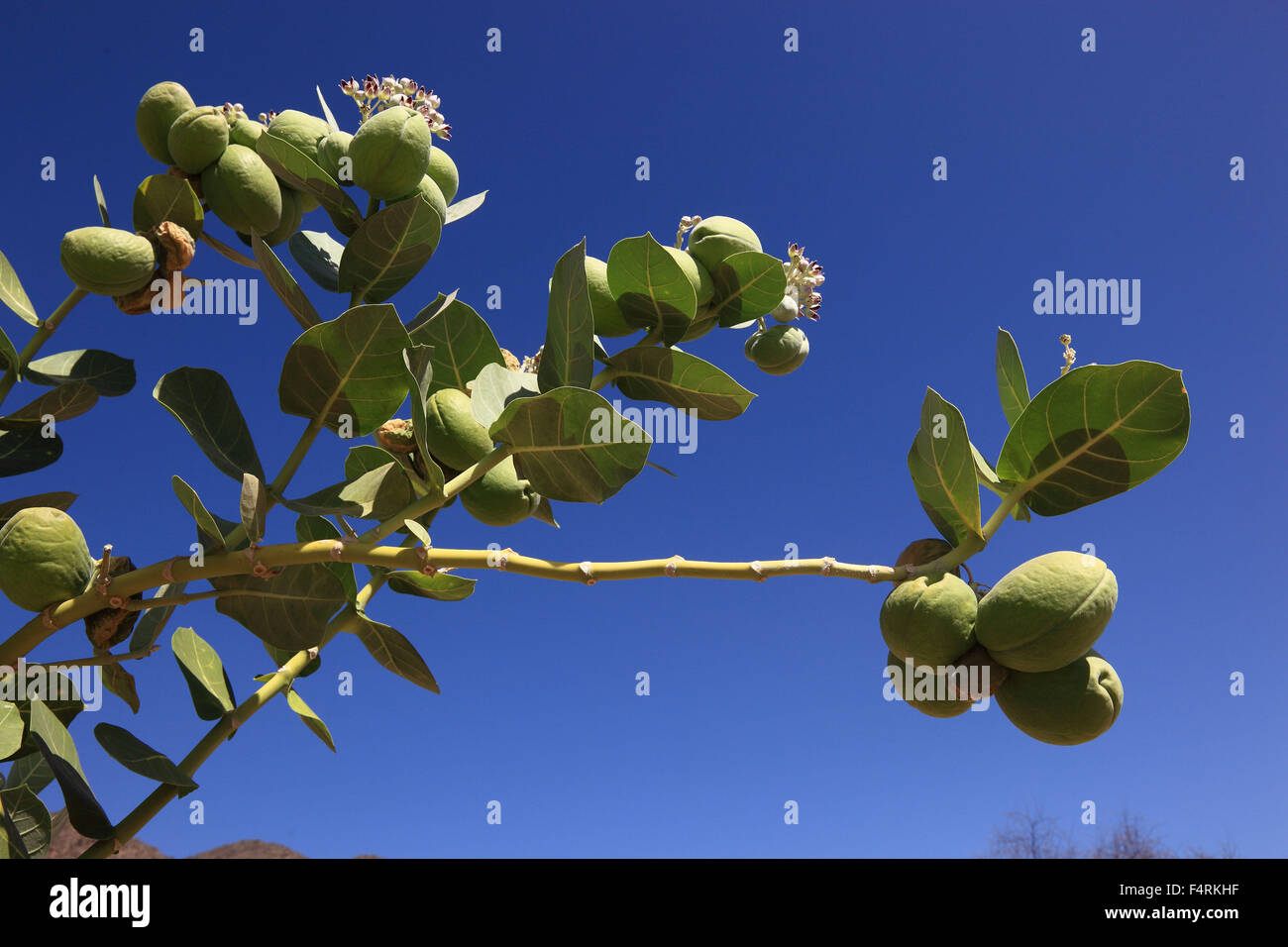 Omo region, flower and fruit of Satan apple Stock Photo - Alamy