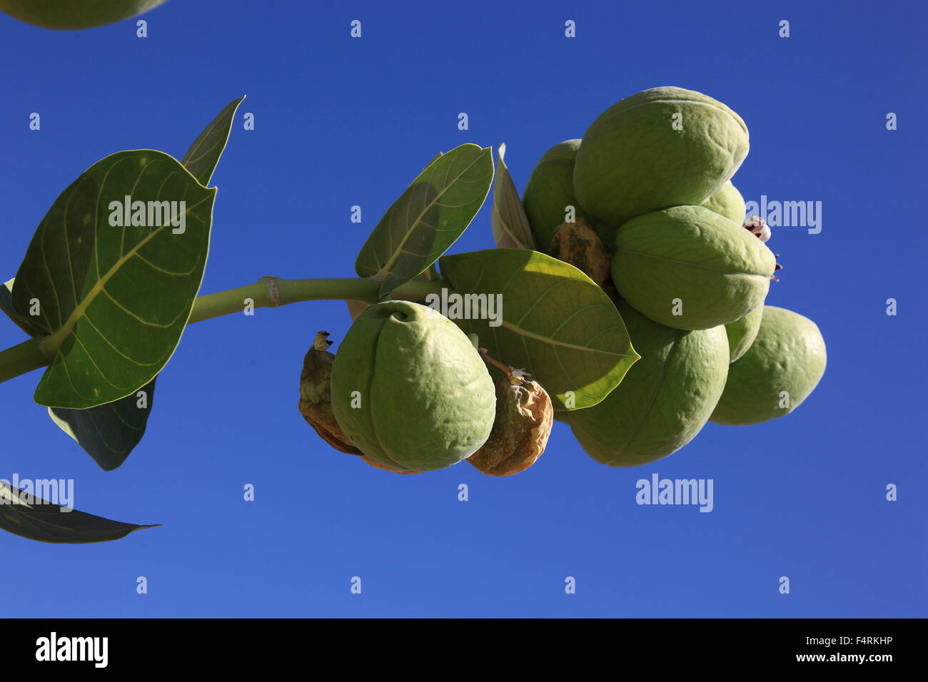 Omo region, flower and fruit of Satan apple Stock Photo - Alamy