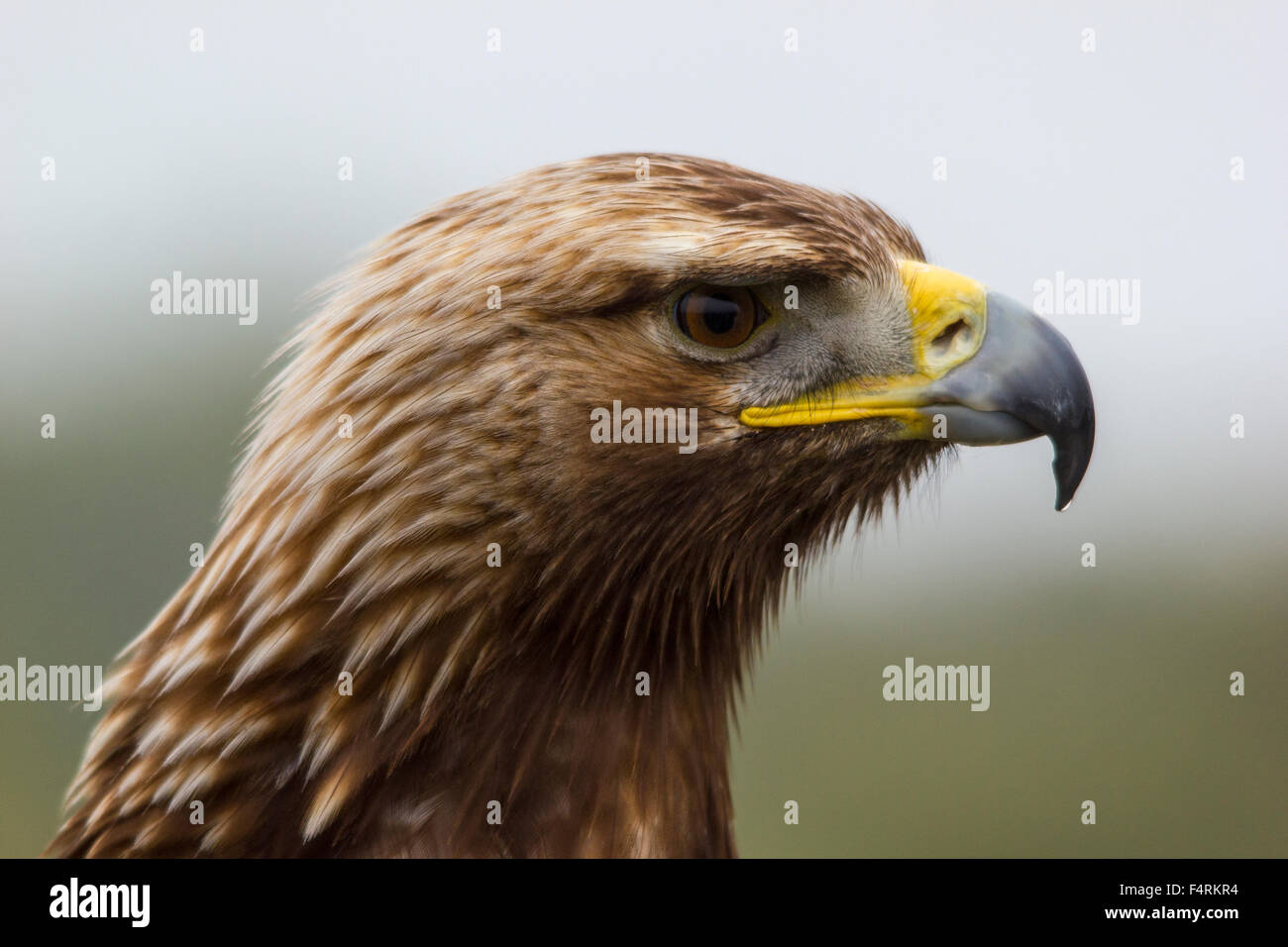 European Golden Eagle High Resolution Stock Photography and Images - Alamy