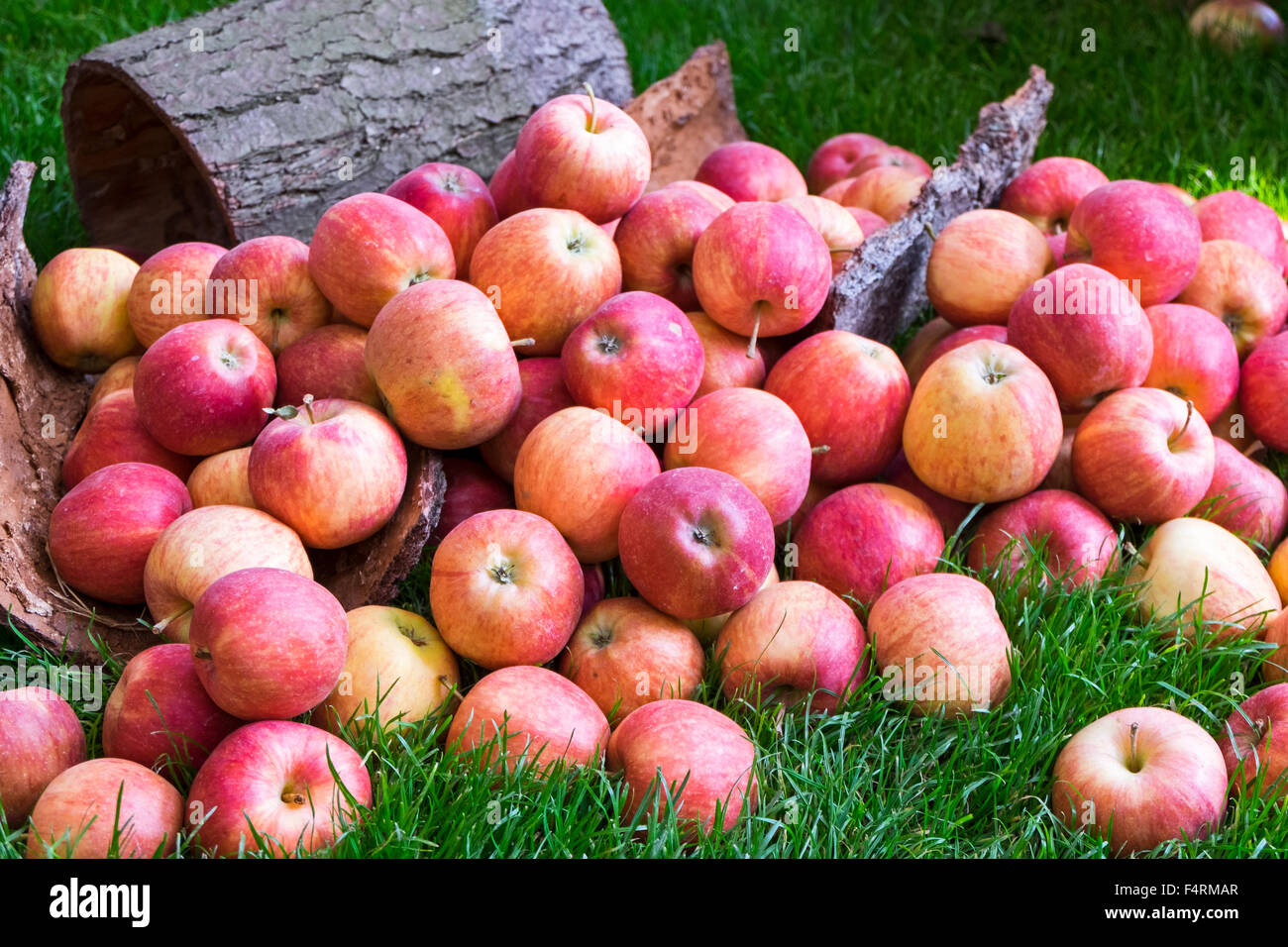 Apples harvest and germany hi-res stock photography and images - Alamy