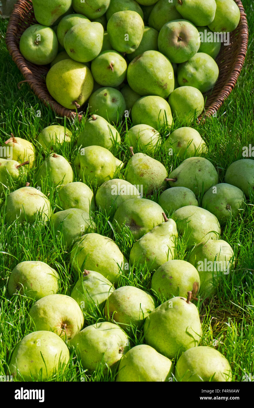 Pears in a meadow, Rhineland-Palatinate, Germany Stock Photo - Alamy