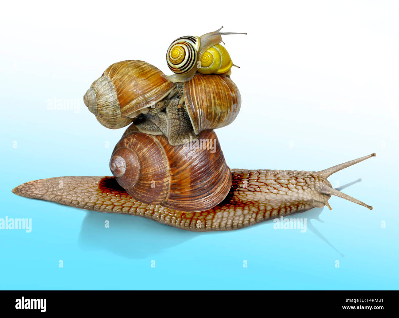 Top snail hi-res stock photography and images - Alamy