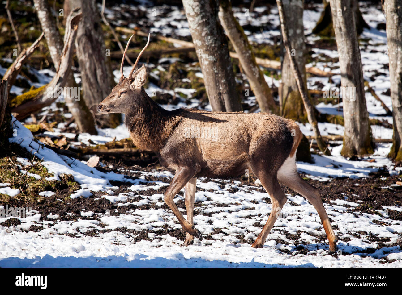 Red deer (Cervus elaphus), Berchtesgaden, Bavaria, Germany Stock Photo ...