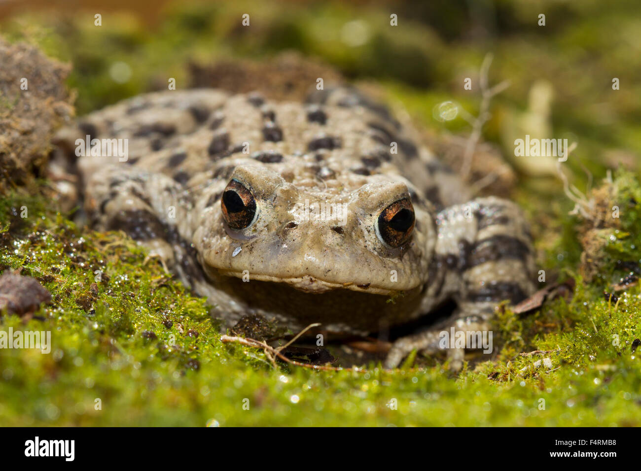 European toad or common toad (Bufo bufo), Bavaria, Germany Stock Photo ...
